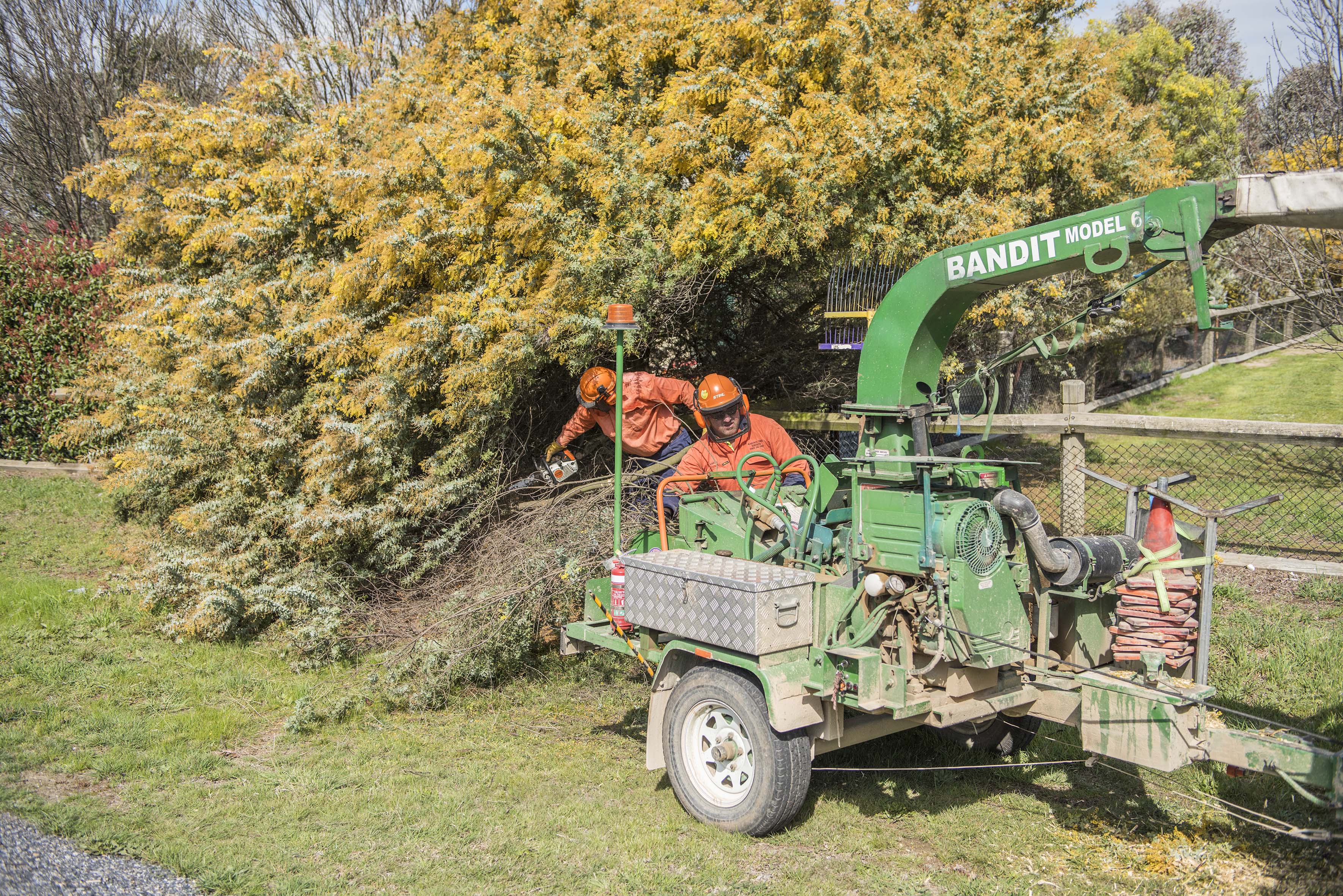 LIFE AND DEATH OF A WONDERFUL WATTLE TREE. | CREAKINGBONES